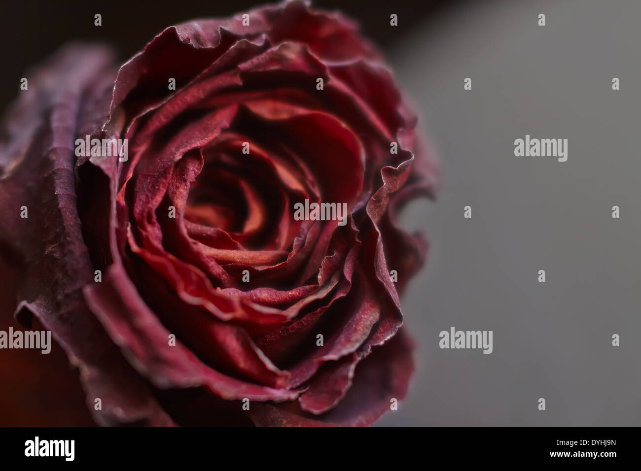 Rose dark red flower withered darkness hi-res stock photography and ...