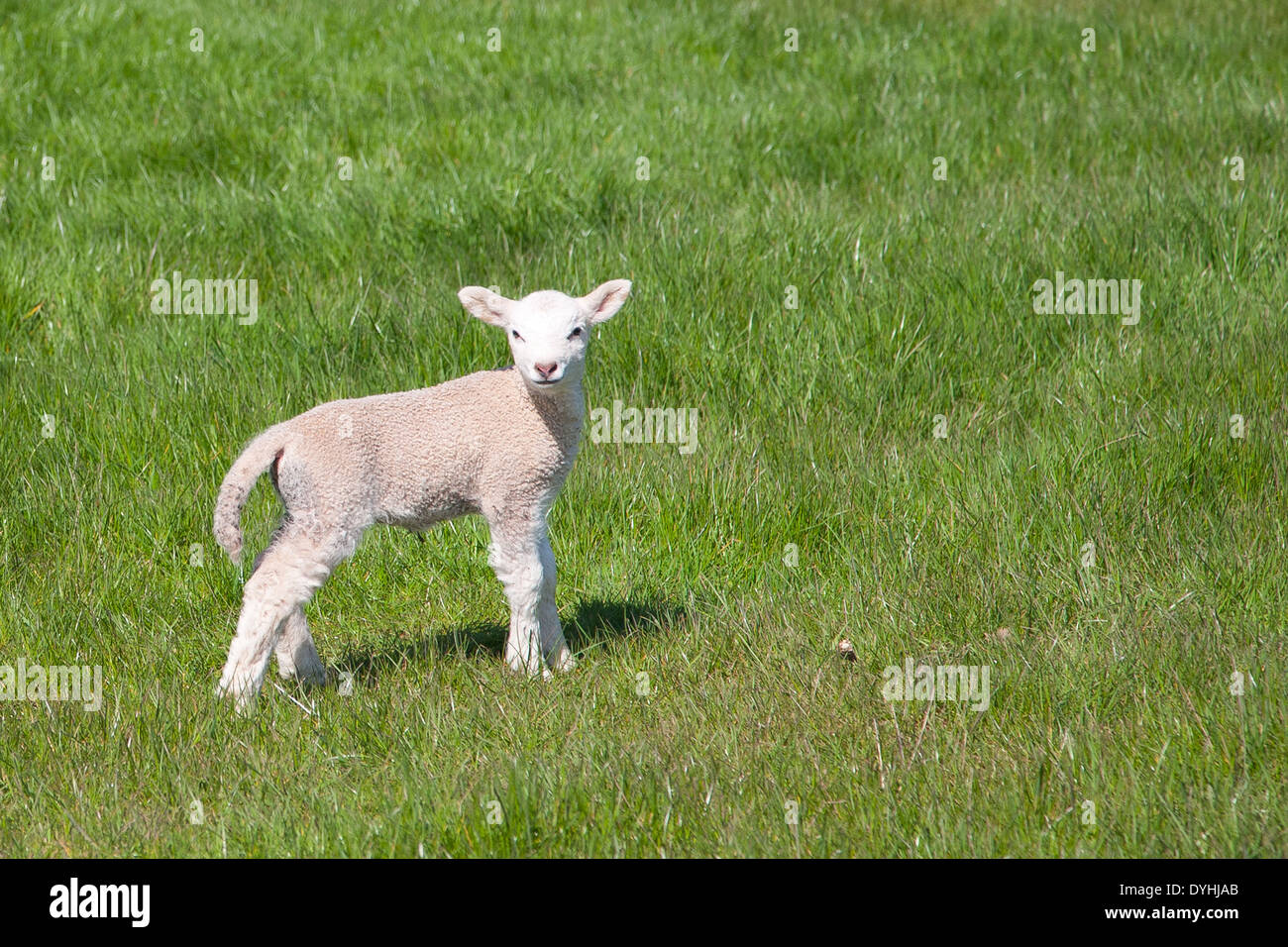New born lamb in a field Stock Photo - Alamy