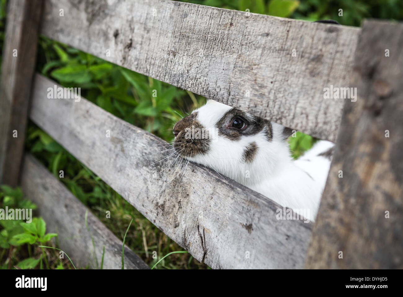 Rabbit From Behind High Resolution Stock Photography and Images - Alamy