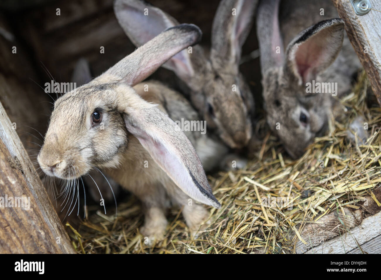 Breed rabbits hi-res stock photography and images - Alamy