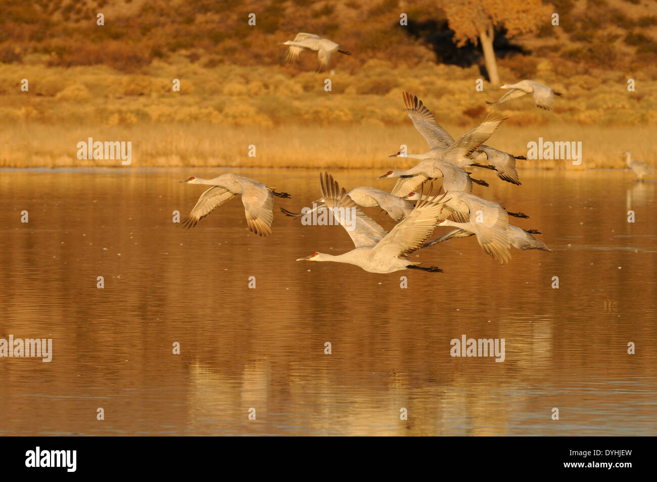 Sandhill Crane flying over the water at Bosque Del Apache National ...