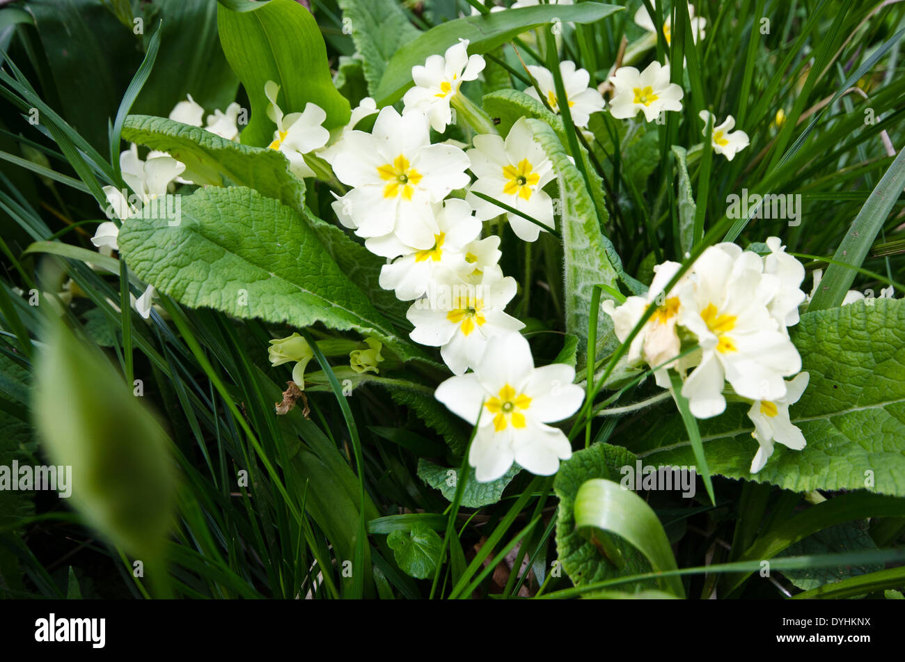 Hedge of primrose hi-res stock photography and images - Alamy