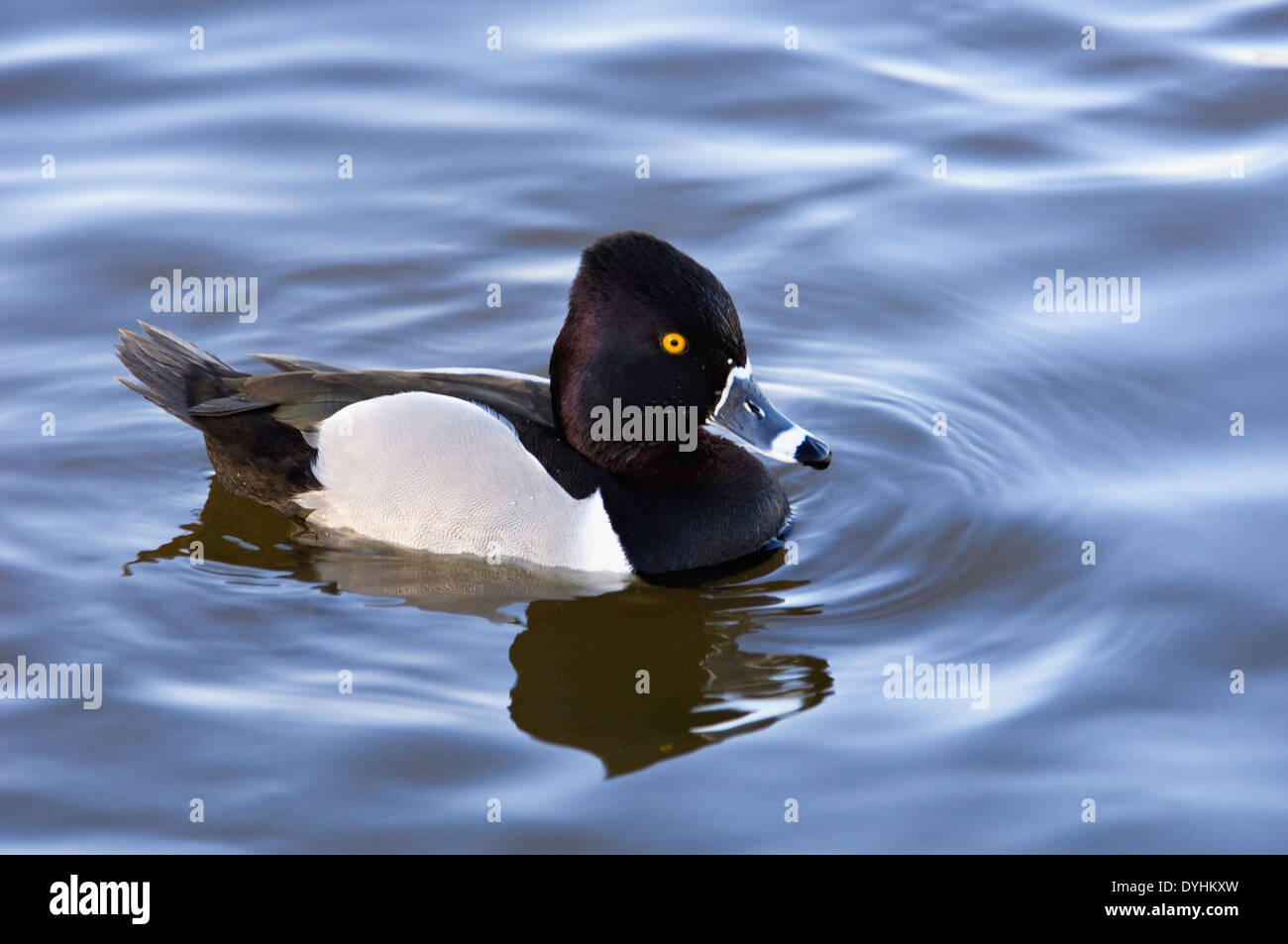 Swim ring duck hi-res stock photography and images - Alamy