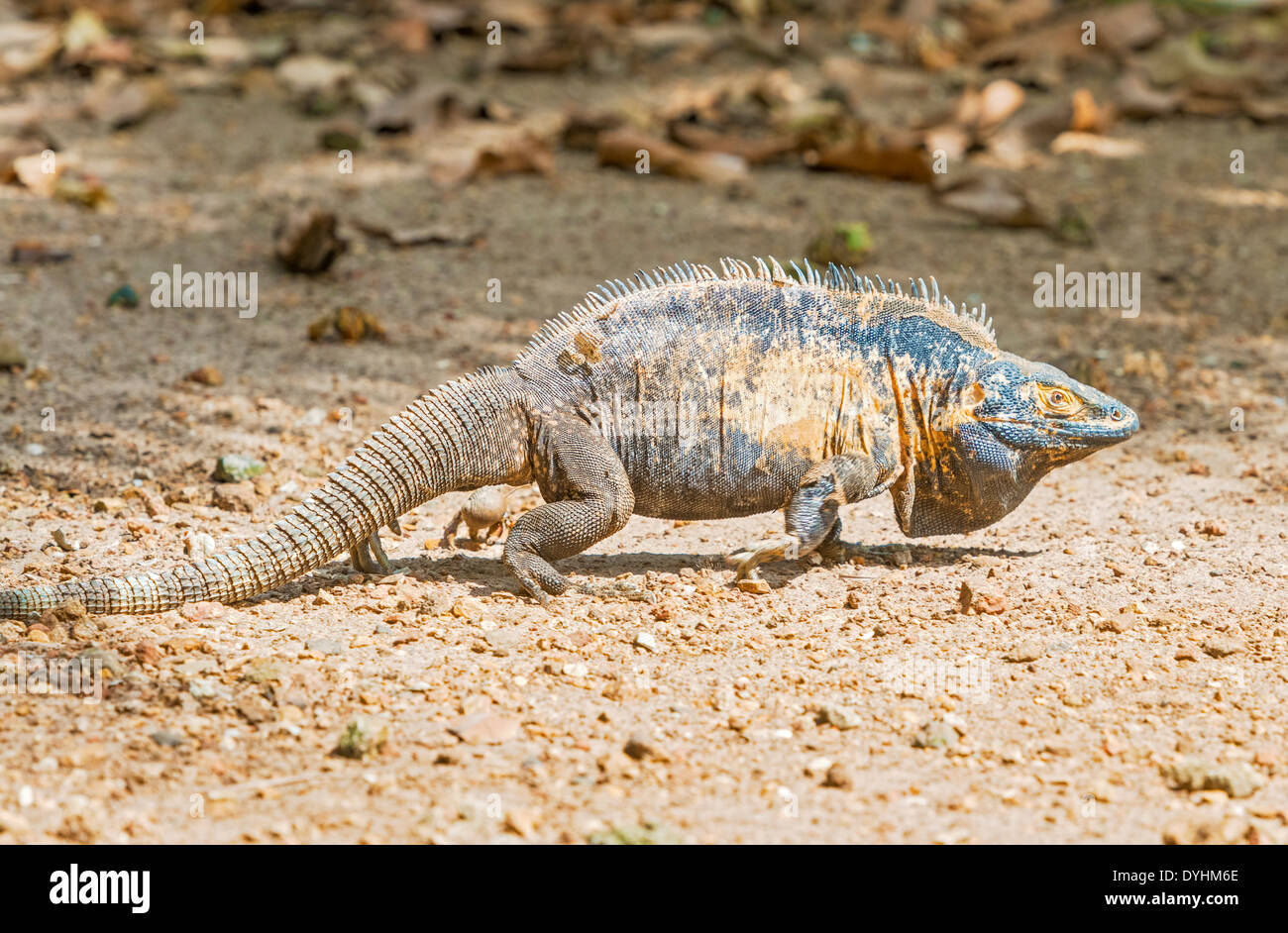 Iguana hi-res stock photography and images - Alamy