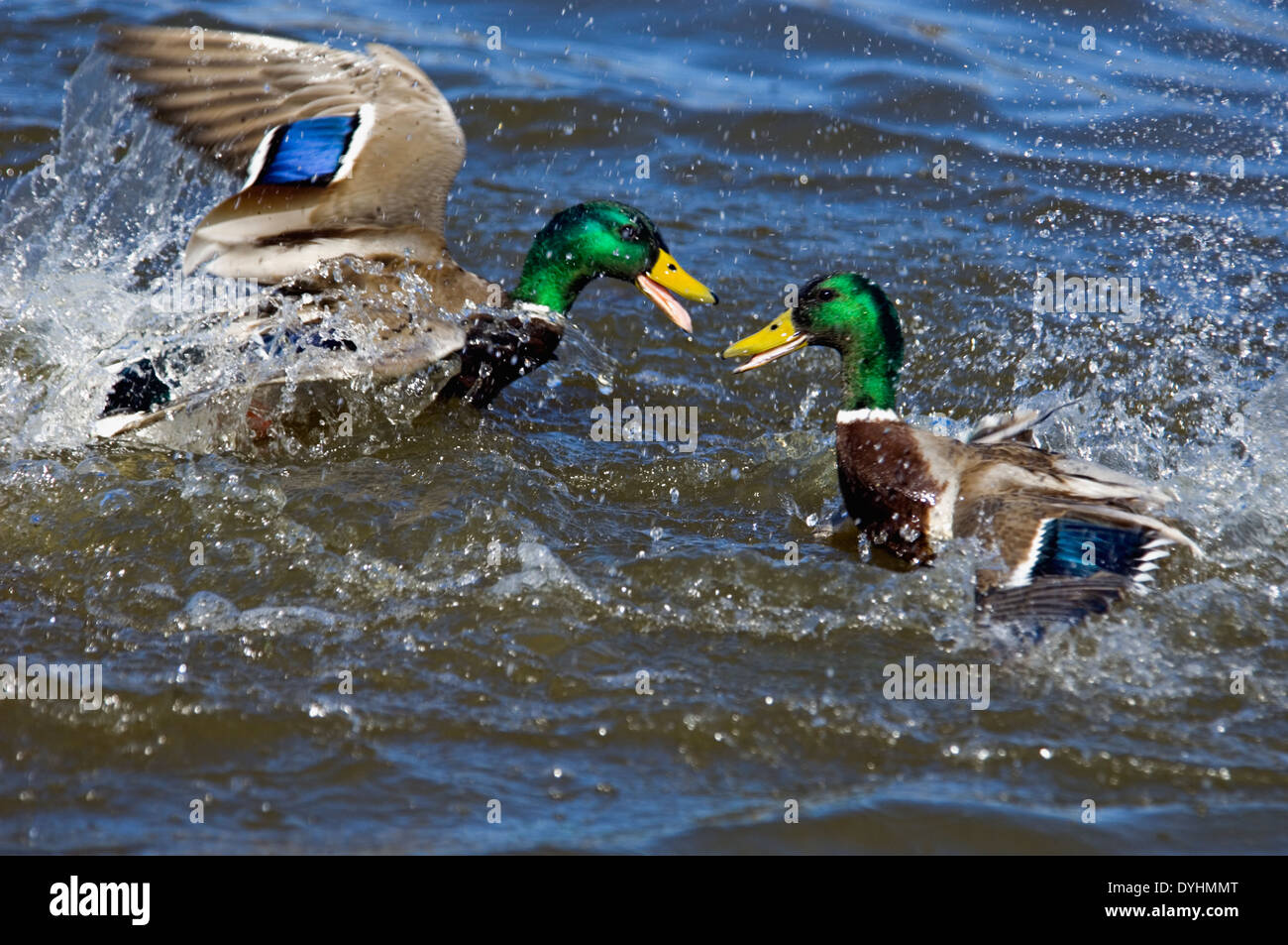 Male Mallards Fighting Stock Photo - Alamy