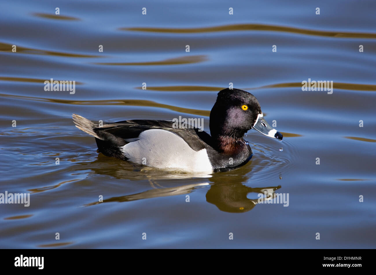 Duck swim ring hi-res stock photography and images - Alamy