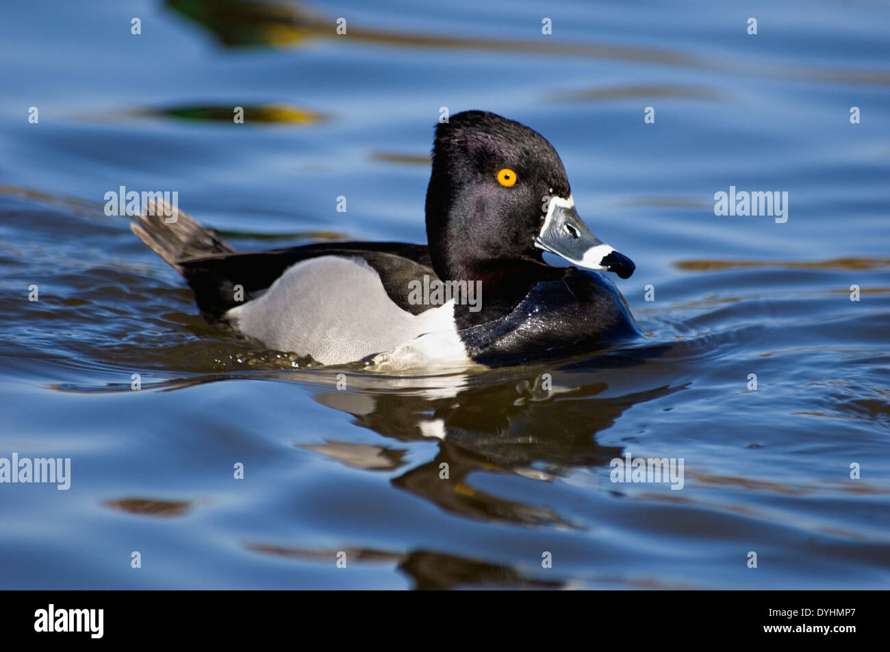 Ring neck duck hi-res stock photography and images - Alamy