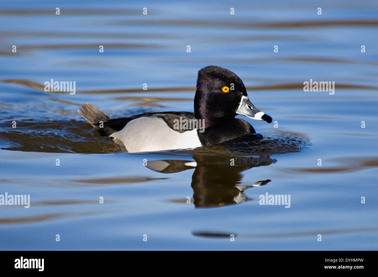 Ring neck duck hi-res stock photography and images - Alamy