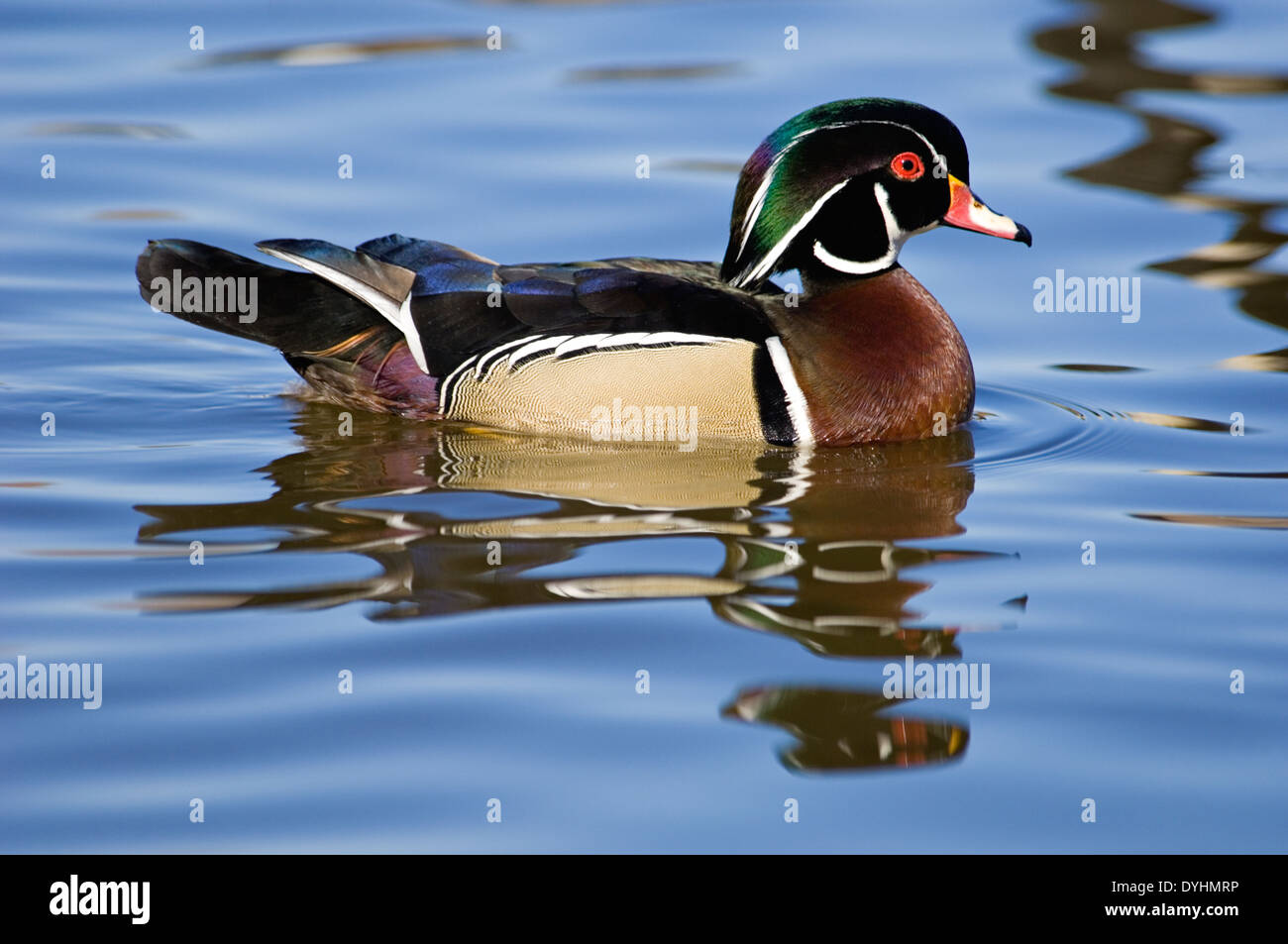 Male Wood Duck Swimming on Lake in Southern Indiana Stock Photo - Alamy