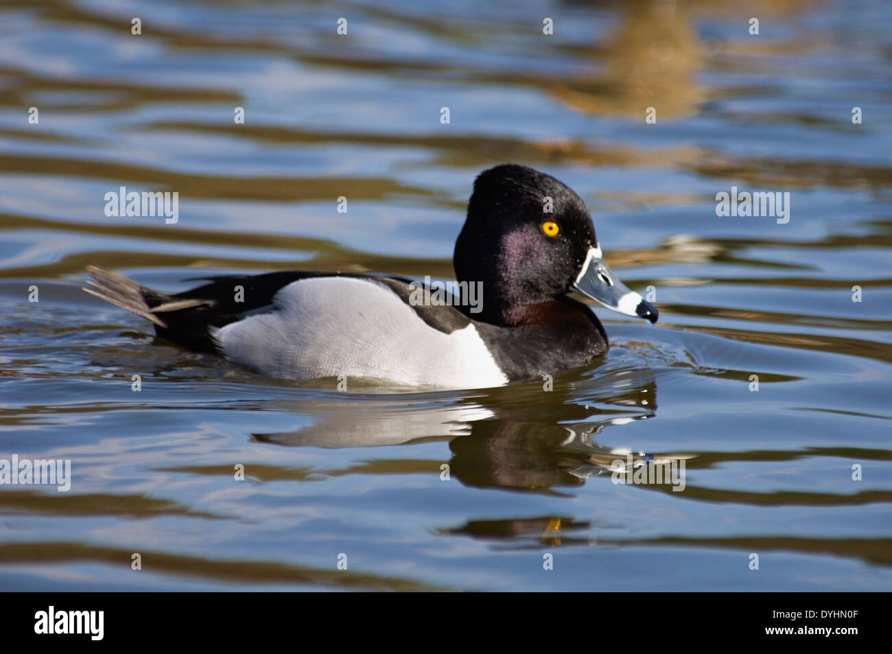 Swim ring duck hi-res stock photography and images - Alamy