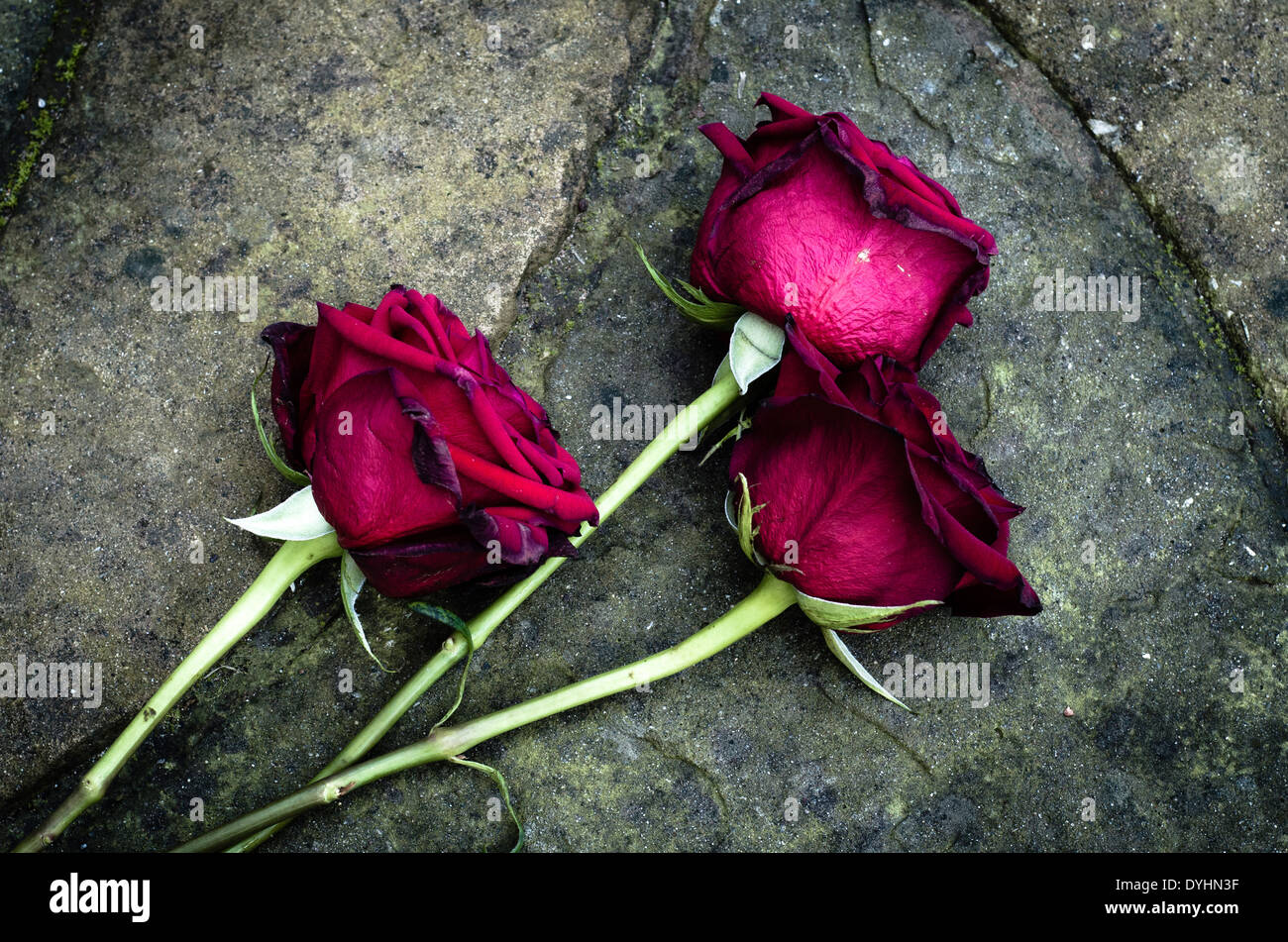 Dropped Rose High Resolution Stock Photography and Images - Alamy