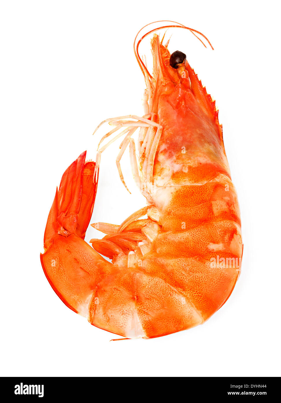 fresh shrimp close-up isolated on white background Stock Photo - Alamy