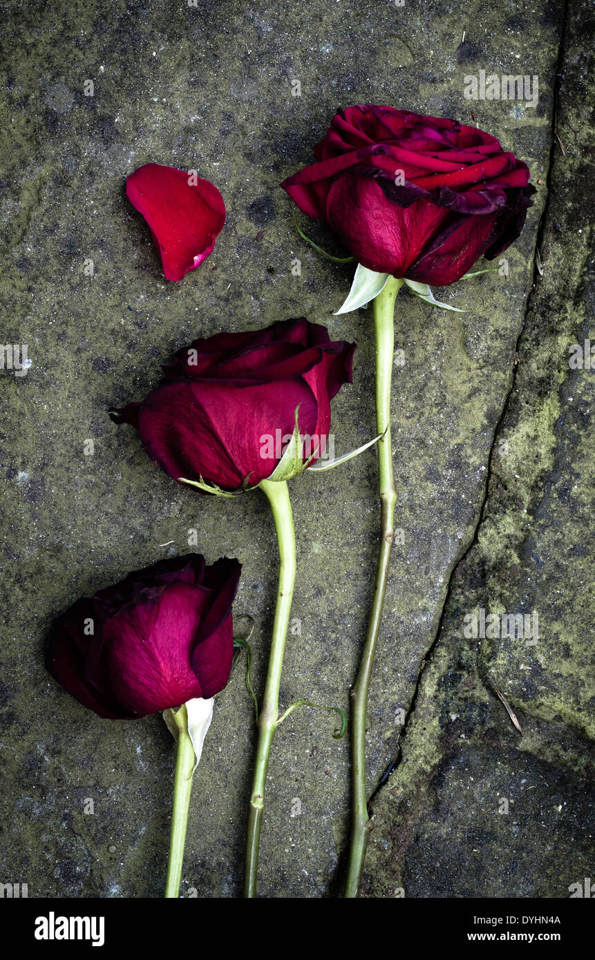 Dying Roses dropped on the floor Stock Photo - Alamy