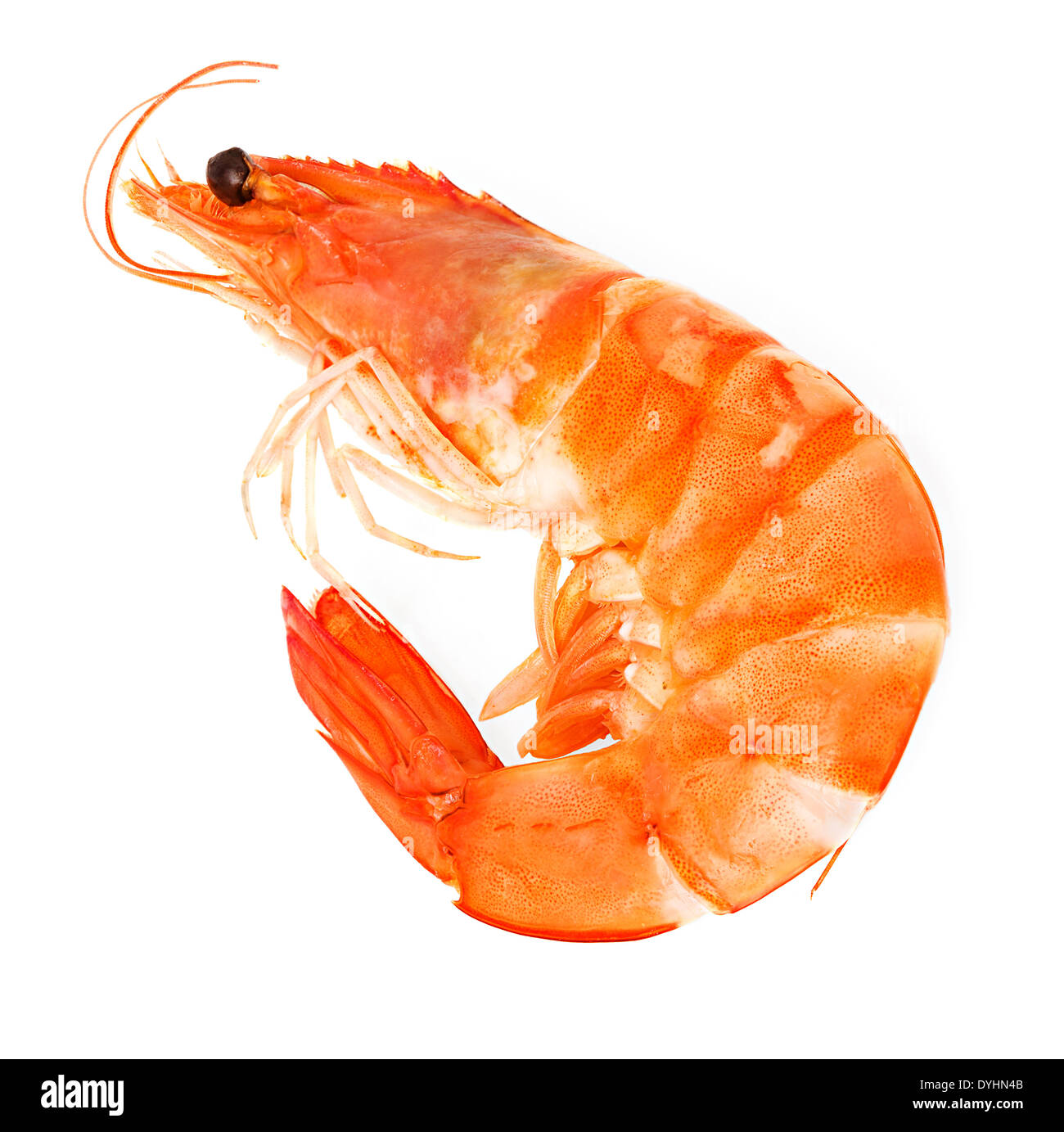 fresh shrimp close-up isolated on white background Stock Photo - Alamy