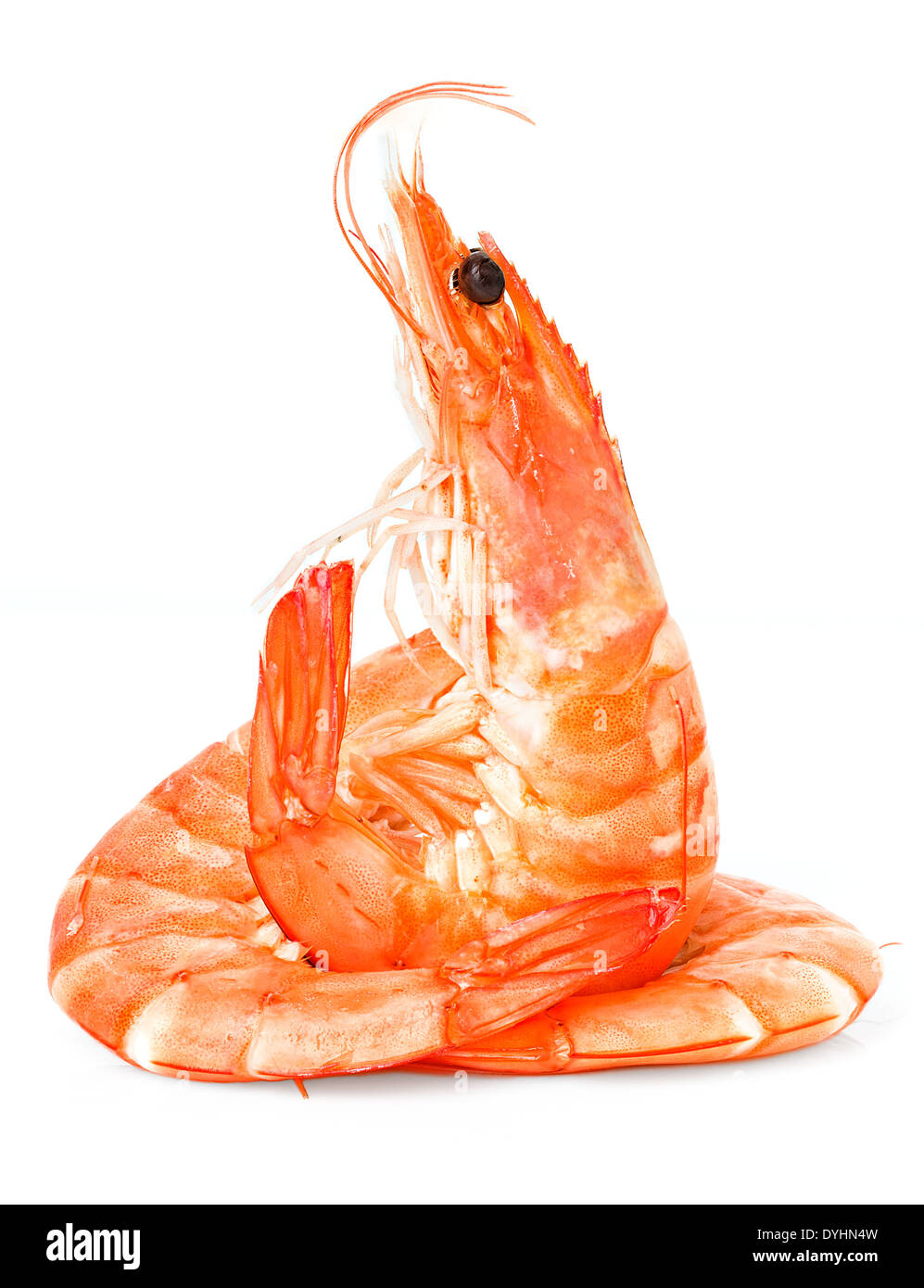 fresh shrimp close-up isolated on white background Stock Photo - Alamy