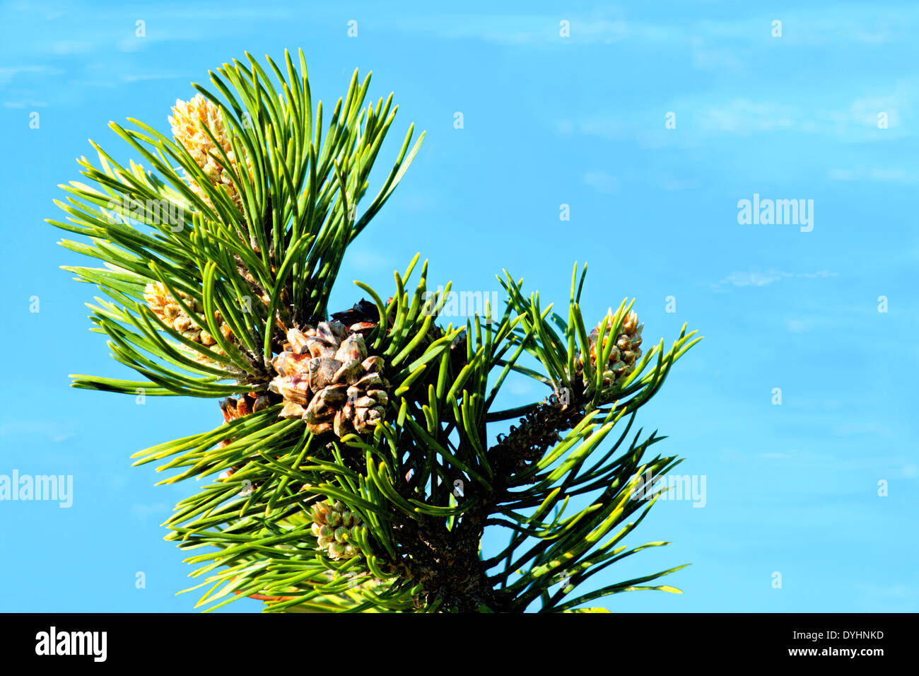 Blue sky pine tree hi-res stock photography and images - Alamy