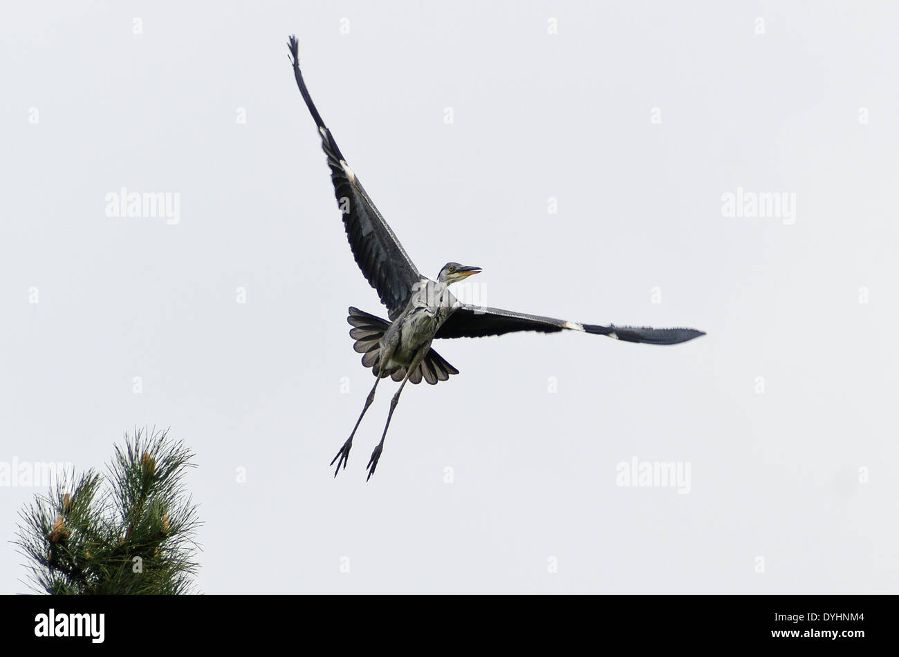Grey Heron taking off. Ardea cinerea Stock Photo - Alamy