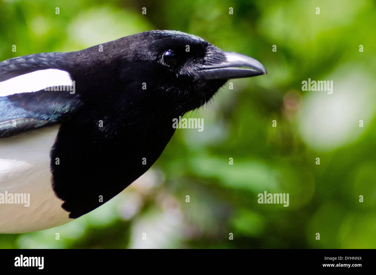 Magpie shiny hi-res stock photography and images - Alamy