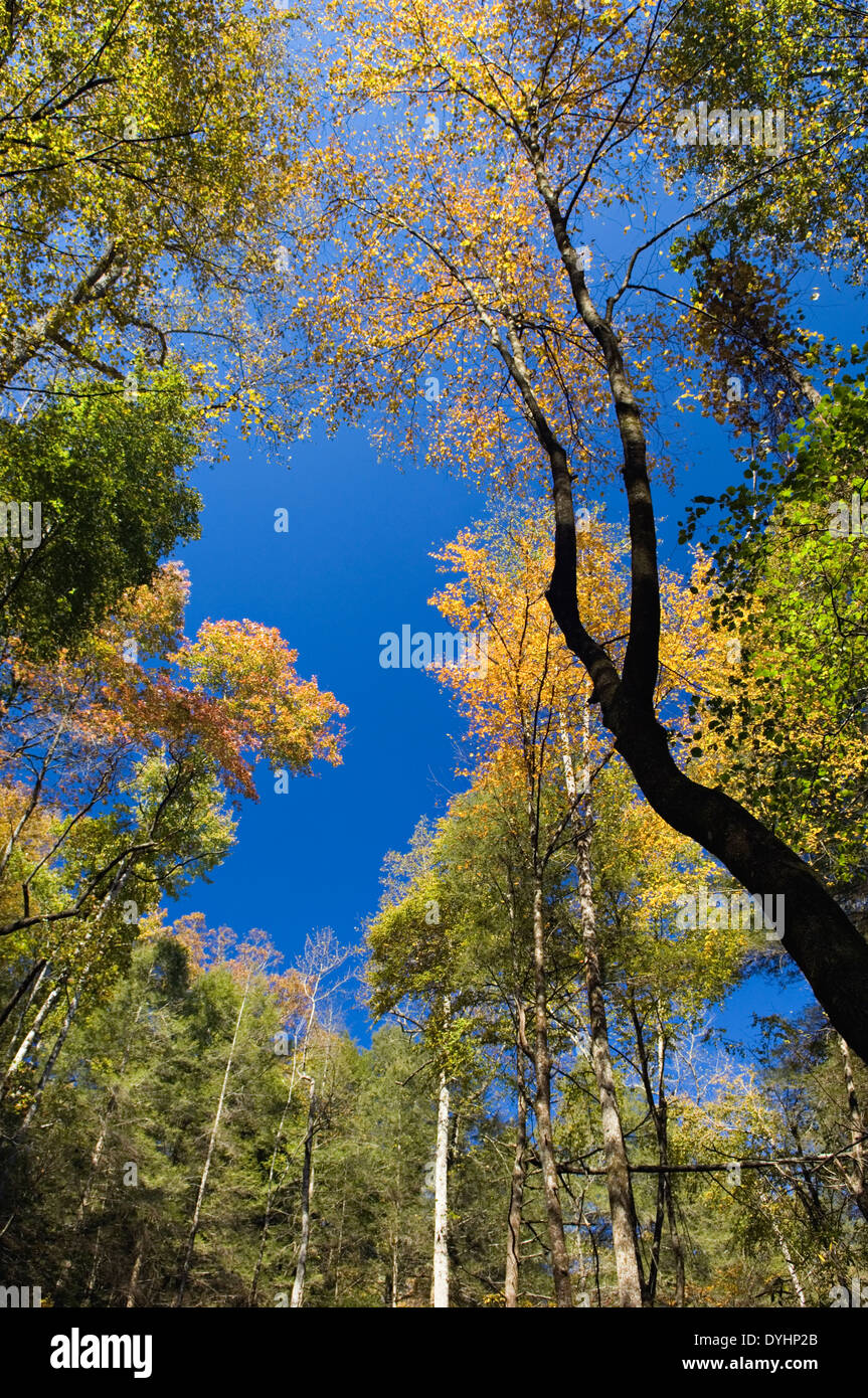 Autumn Color in the Forest at Pine Mountain State Park in Bell County ...