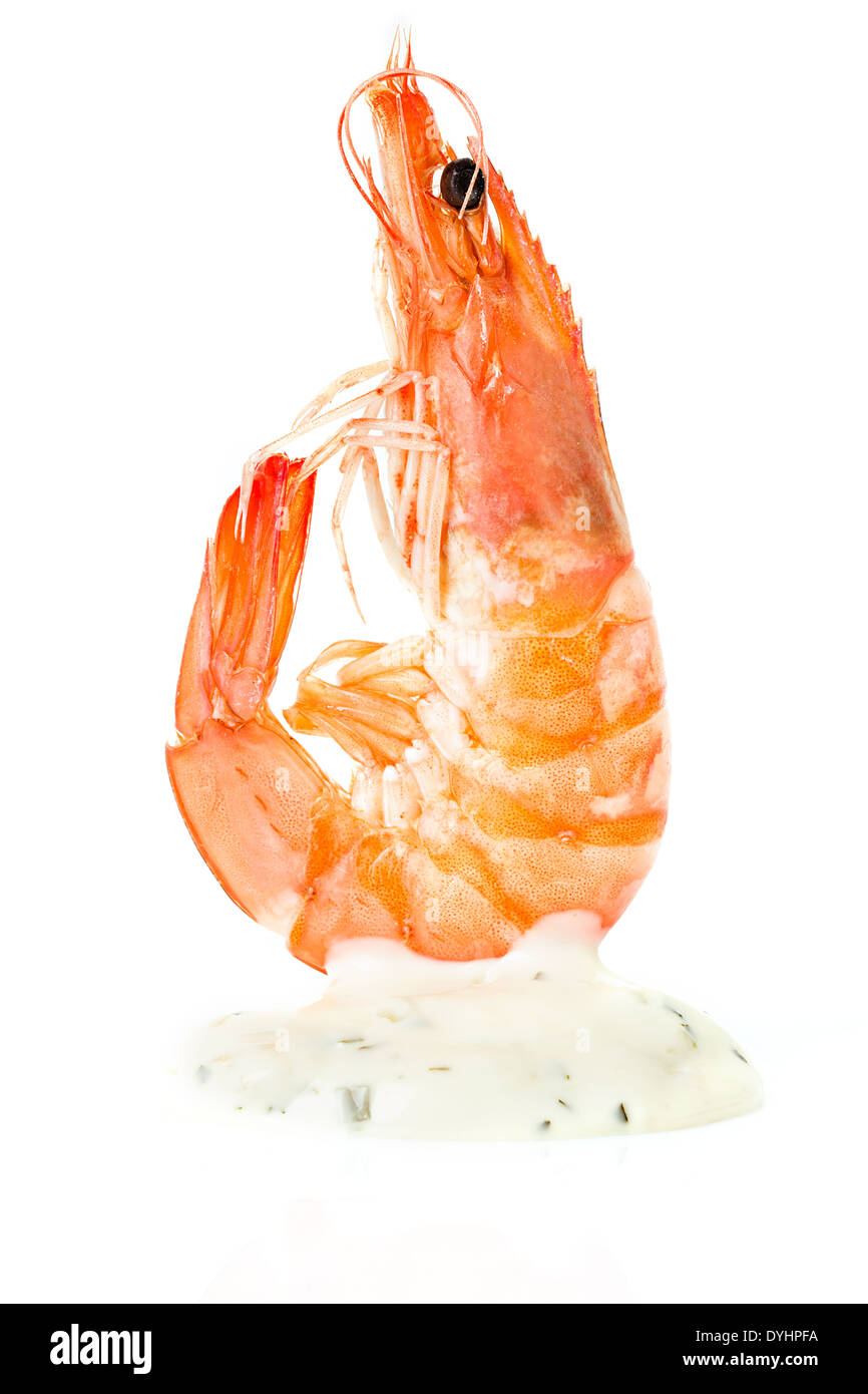 fresh shrimps isolated Stock Photo - Alamy