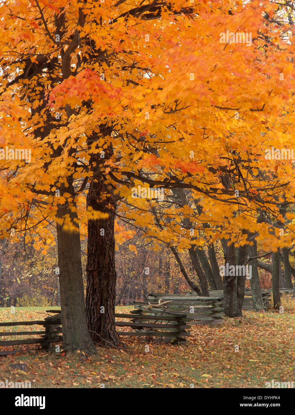 Autumn Maple Trees and Rustic Fence at Brown County State Park in ...