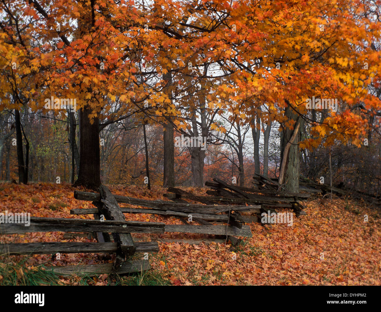 Autumn Maple Trees and Rustic Fence at Brown County State Park in ...