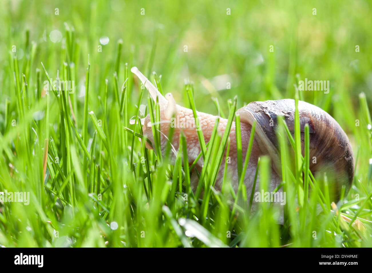 Snail in green grass Stock Photo - Alamy