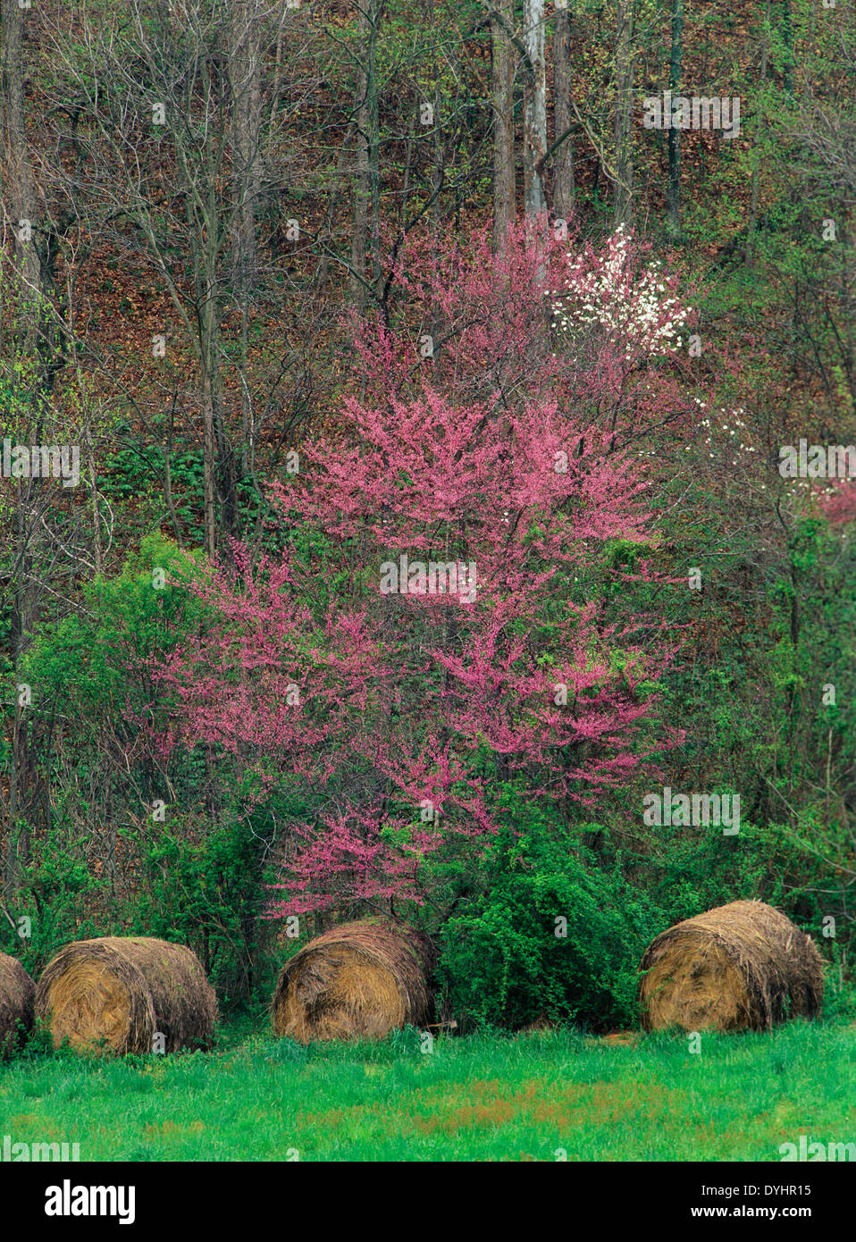 Blooming Eastern Redbud and Dogwood with Bales of Hay near Borden ...