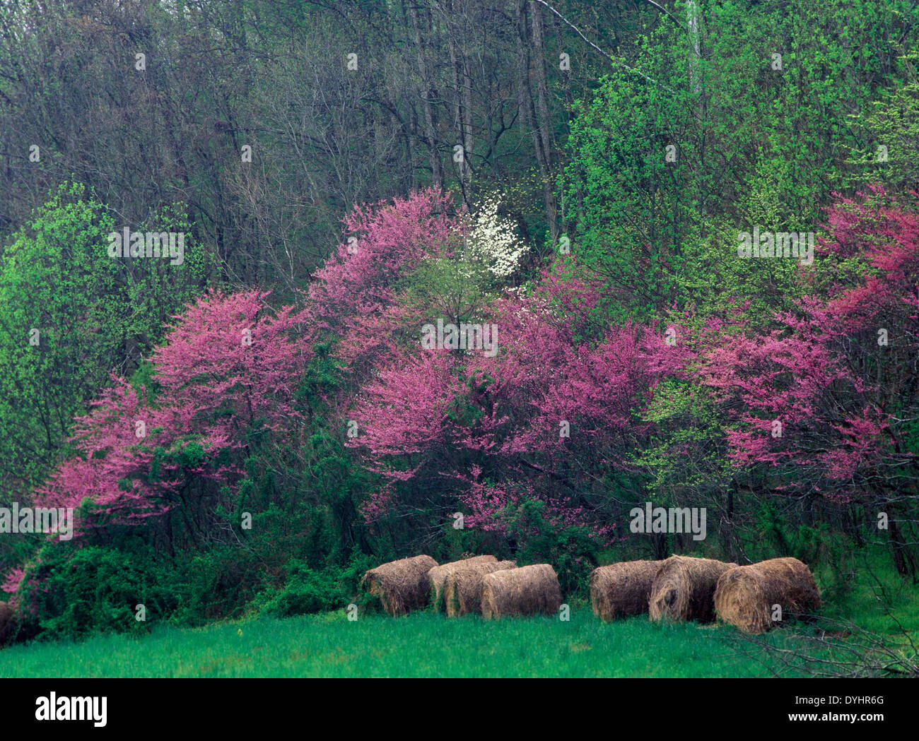Blooming Eastern Redbud and Dogwood with Bales of Hay near Borden ...