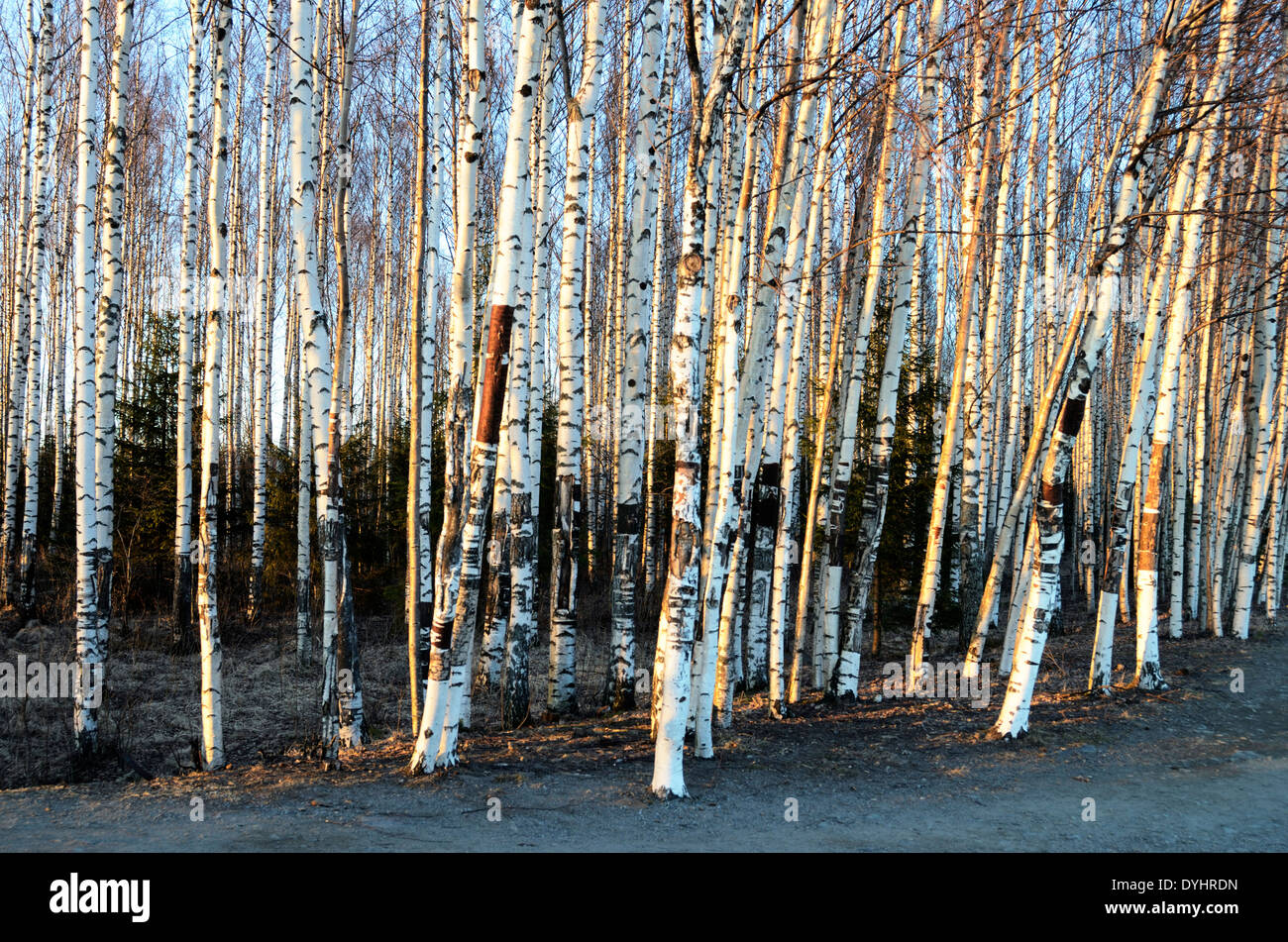 trunks of birch trees in spring grove Stock Photo - Alamy