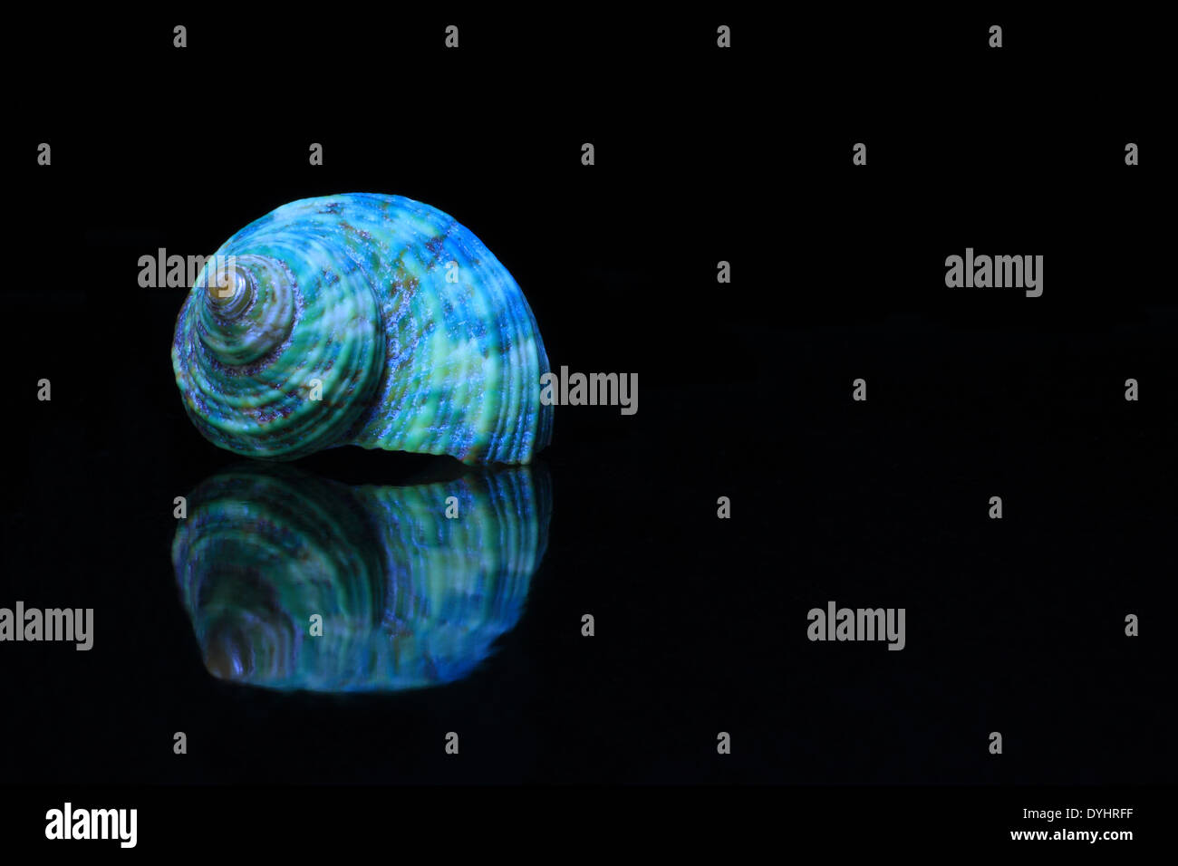 Blue Sea Shell Stock Photo - Alamy