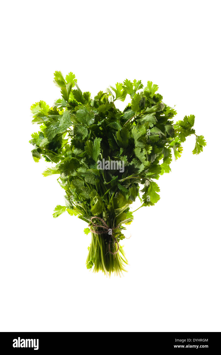 Cilantro on White Background Stock Photo - Alamy