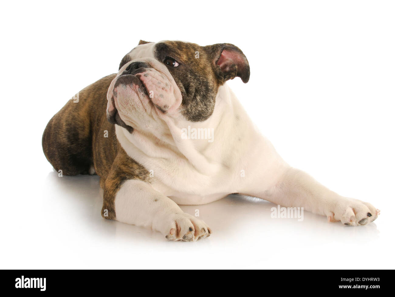 english bulldog laying down lookin up on white background Stock Photo ...