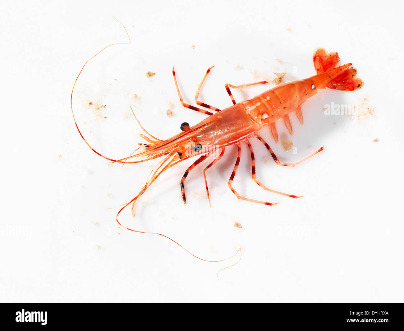 Prawn shrimp Cut Out Stock Images & Pictures - Alamy