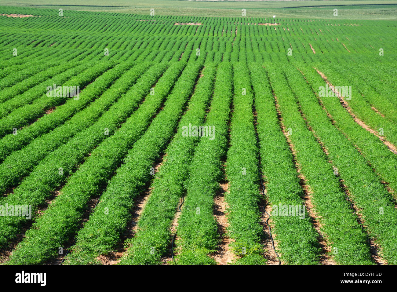 Green Field, Agriculture in Israel Stock Photo - Alamy
