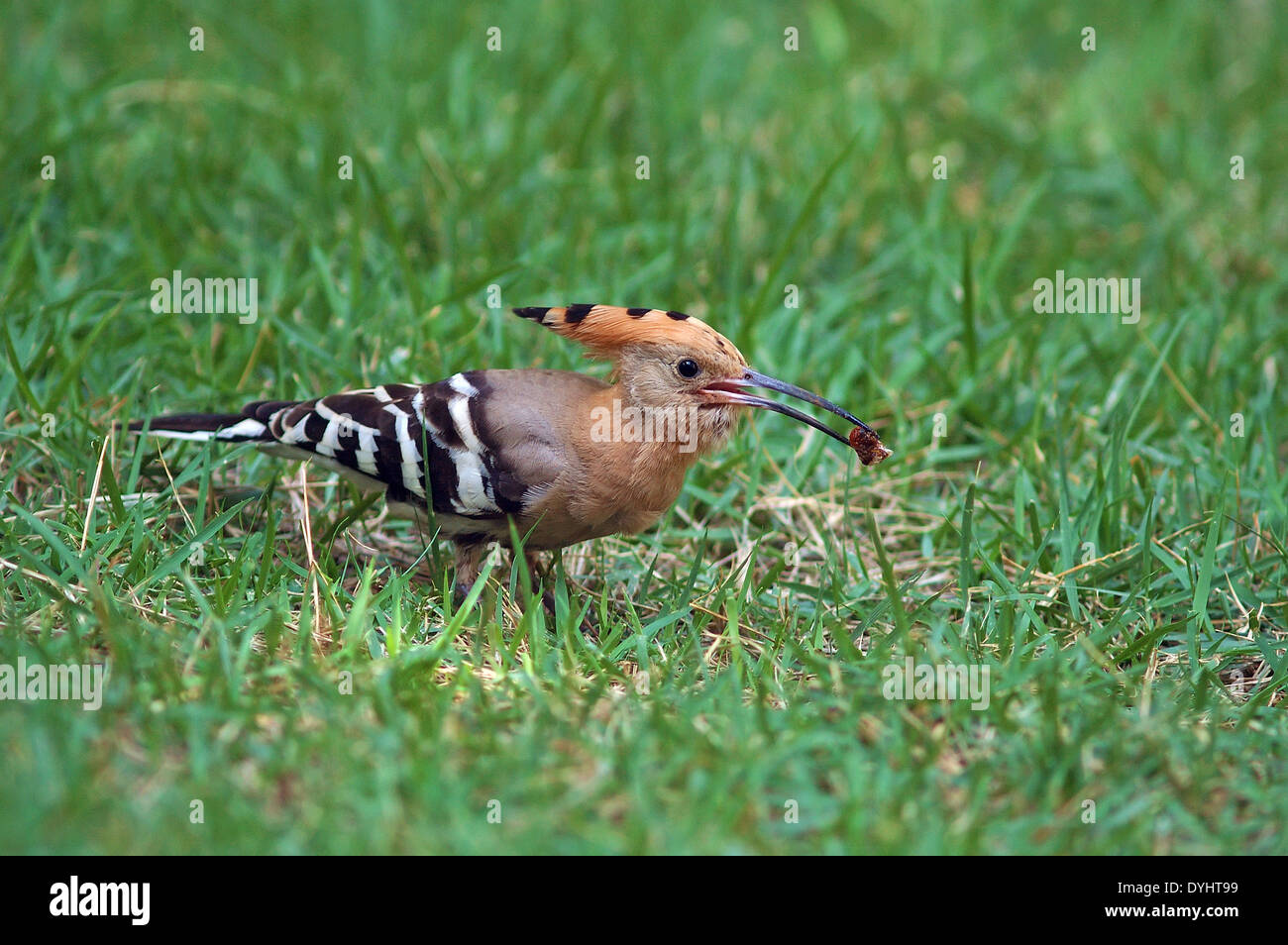 Eurasian Hoopoe eating Stock Photo - Alamy