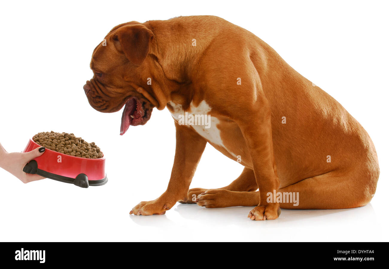 dog being fed - dogue de bordeaux with funny expression waiting to be ...