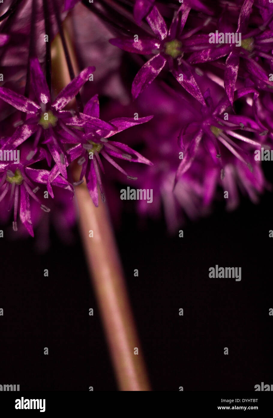 Allium gigantium hi-res stock photography and images - Alamy