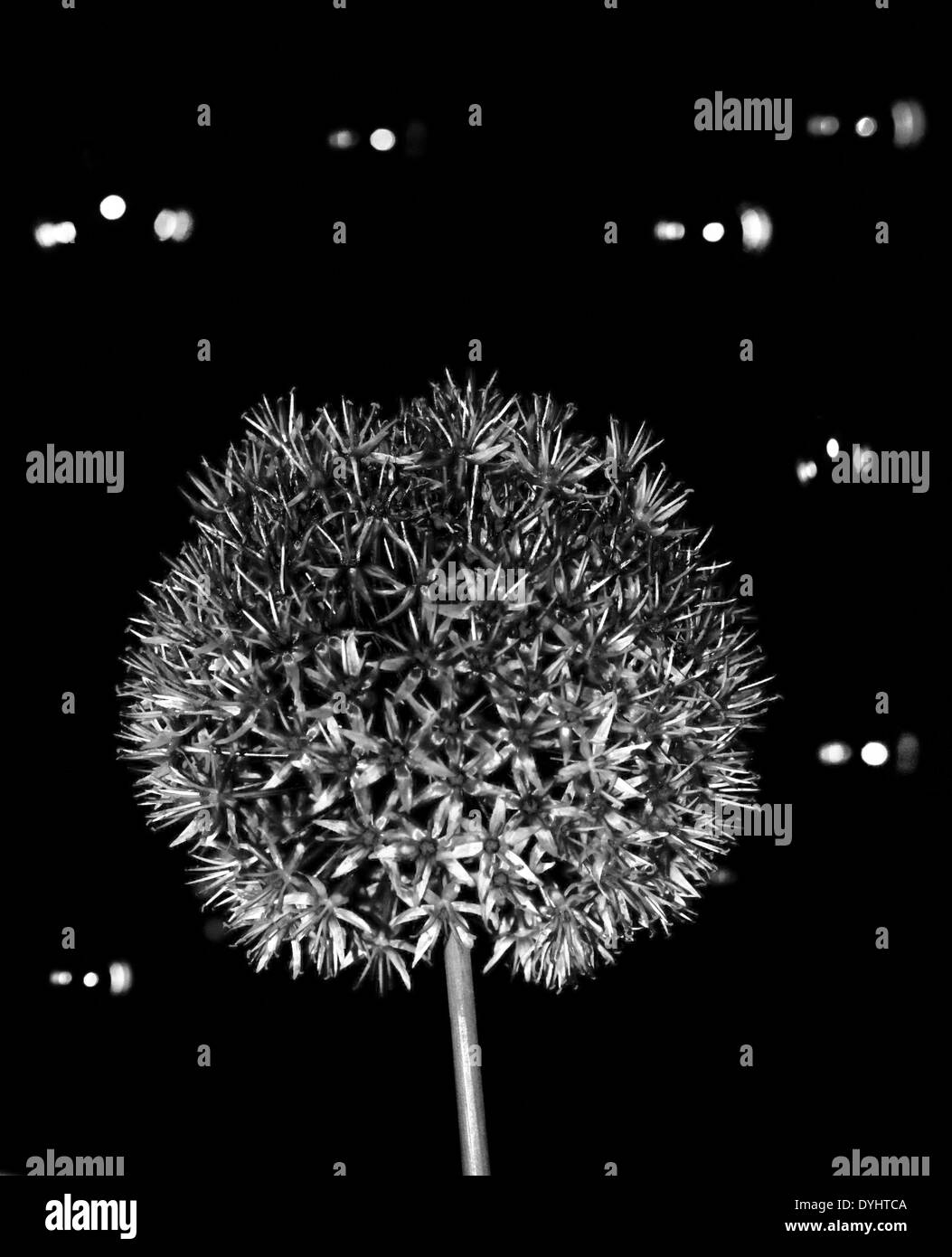 allium gigantium in bubbles Stock Photo - Alamy