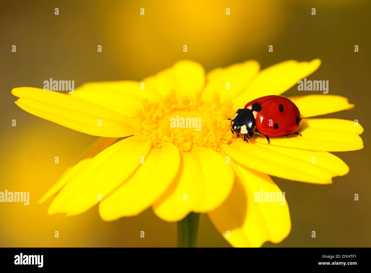 Ladybug side view hi-res stock photography and images - Alamy