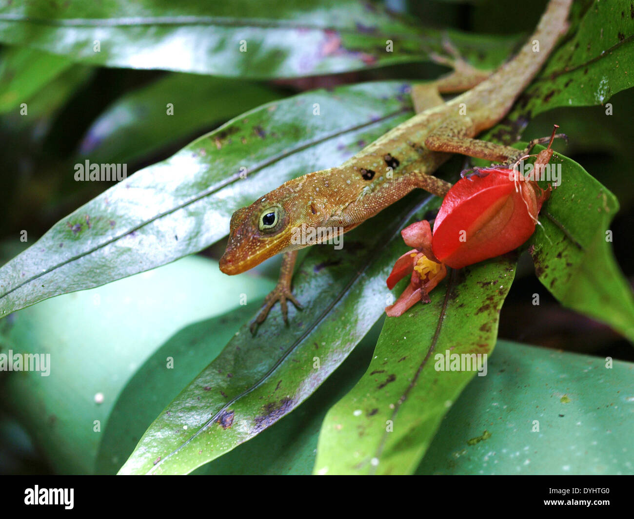 Zanndoli hi-res stock photography and images - Alamy