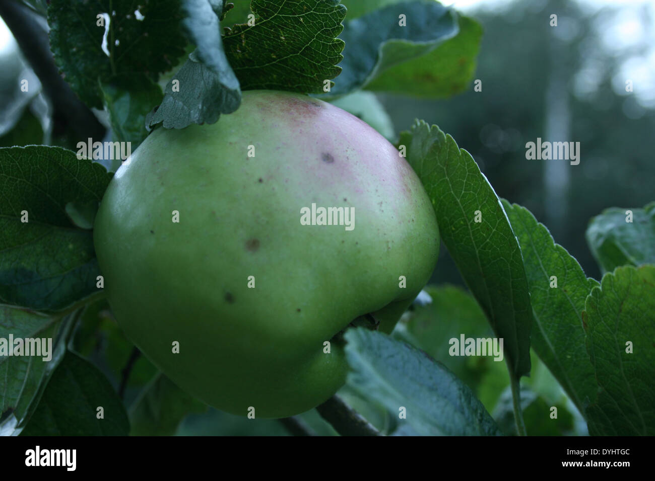 Apple trees autumn hi-res stock photography and images - Alamy