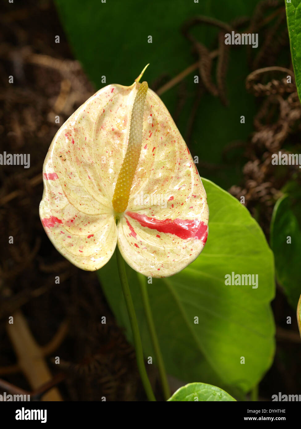 Yellow anthurium hi-res stock photography and images - Alamy