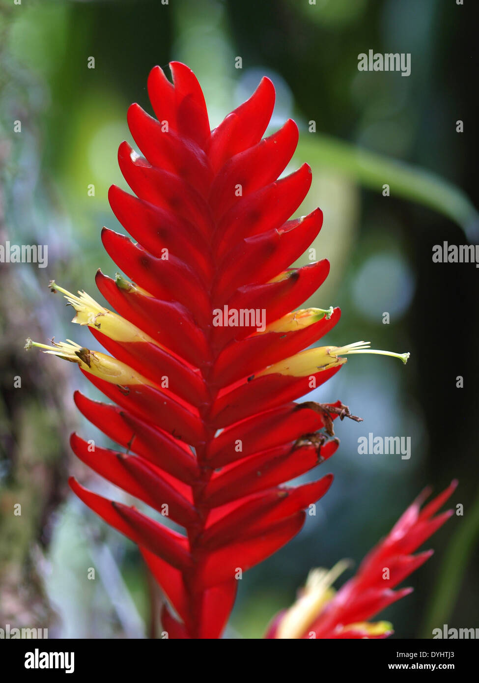 Red Vriesea Bromeliad Flower High Resolution Stock Photography and ...