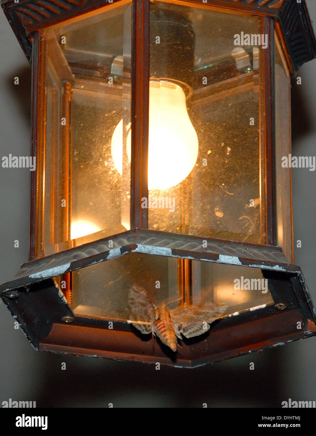 Moth lamp hi-res stock photography and images - Alamy