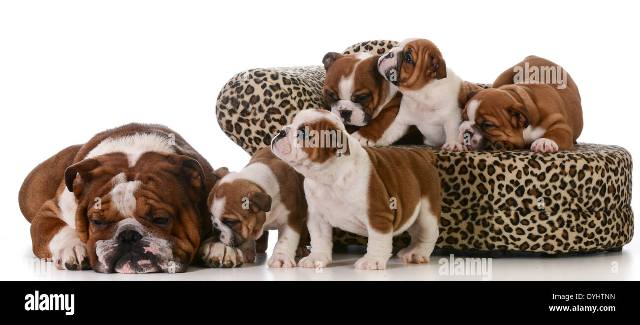 dog family - english bulldog father and five puppies isolated on white ...
