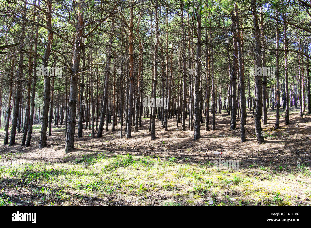 Needle Leaf Forest High Resolution Stock Photography and Images - Alamy