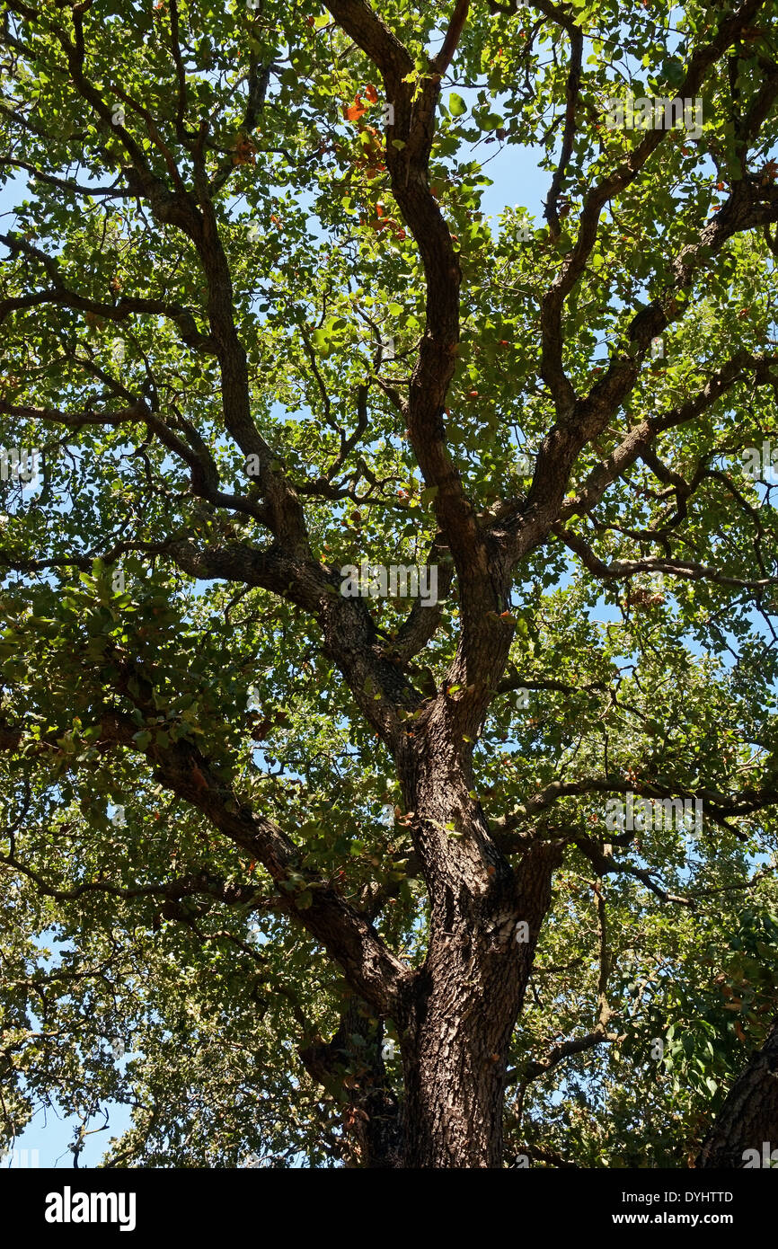 Beautiful huge oak tree hi-res stock photography and images - Alamy