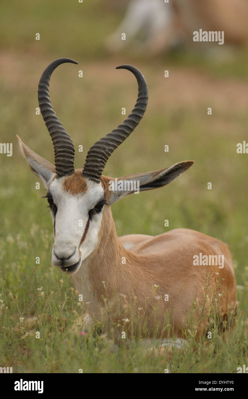 Springbok jump hi-res stock photography and images - Alamy