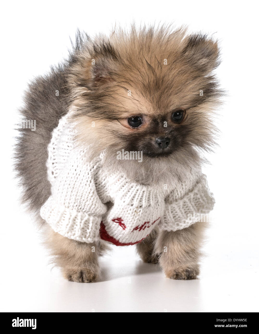 pomeranian wearing valentines day sweater Stock Photo - Alamy